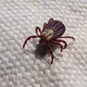 Grasmilbenbisse beim Menschen erkennen: Symptome & Behandlung